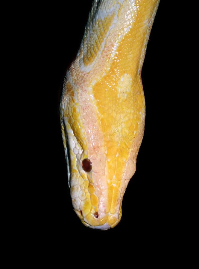 Yellow Rat Snake stock image. Image of venomous, dangerous - 20674483