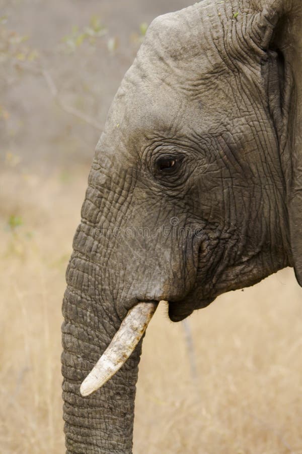2,164 Profile Elephant Head Stock Photos - Free & Royalty-Free Stock ...