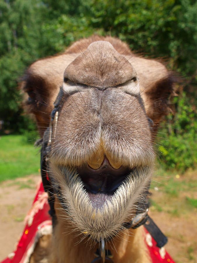 Camel nose stock photo. Image of white, close, inquisitive - 4386904
