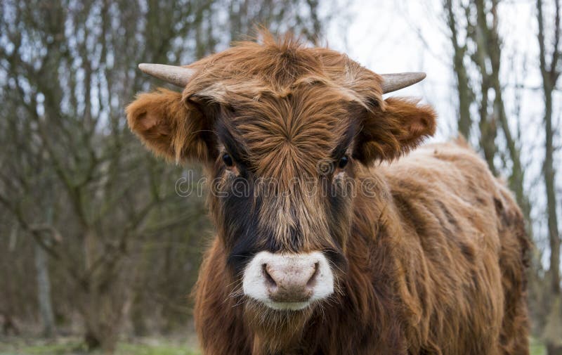 Young galloway cow stock photo. Image of horizontal - 112284076