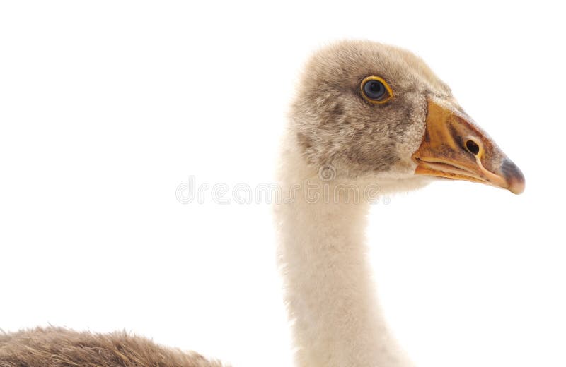 Head of young goose stock image. Image of meat, background - 213246249