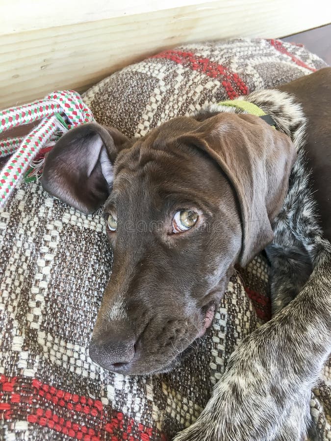 Head of Puppy Dog - Breed German Shorthaired Pointer Stock Image ...