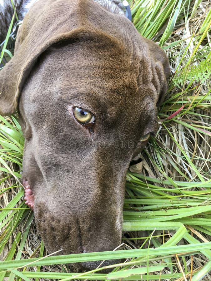Head of Young Puppy Dog - Breed German Shorthaired Pointer Stock Photo ...