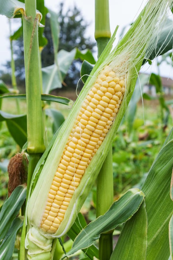 Head Young Sweet Corn Closeup Stock Image - Image of harvest, growth ...