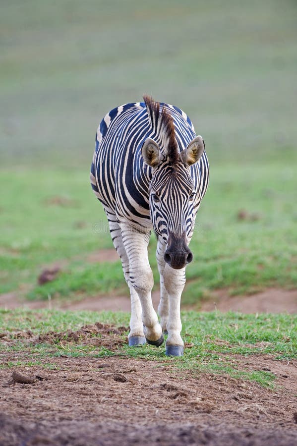 Head on Zebra stock image. Image of safari, south, male - 13611683