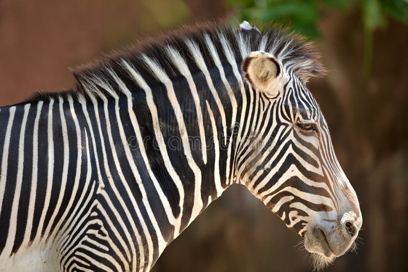 Head of Zebra stock image. Image of african, outdoors - 42659799