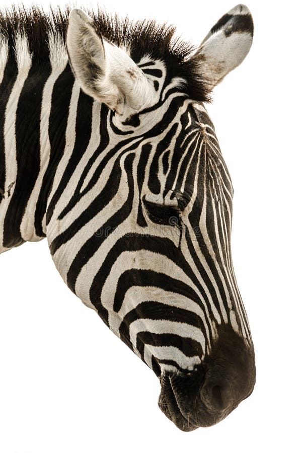 Head of zebra stock image. Image of nature, cute, safari - 62697295