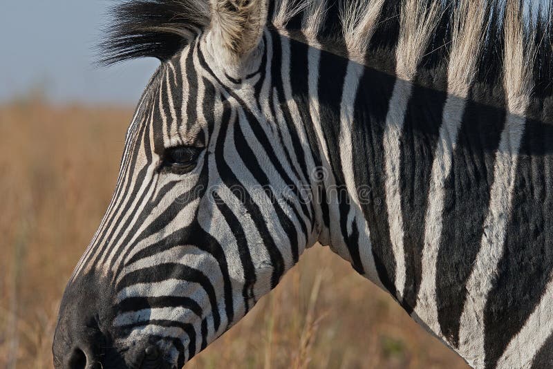 HEAD of ZEBRA stock image. Image of black, daytime, nature - 93364119