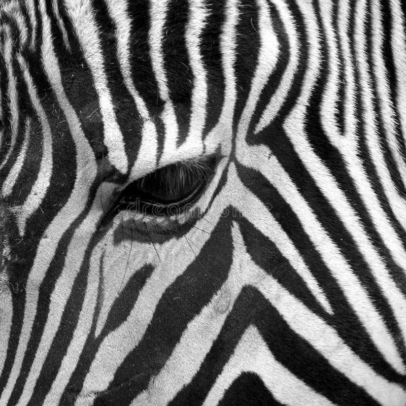Head zebra eye stock image. Image of striped, black, white - 297081