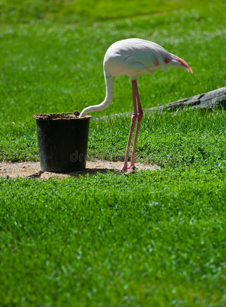 5,845 Sad Bird Stock Photos - Free & Royalty-Free Stock Photos from ...