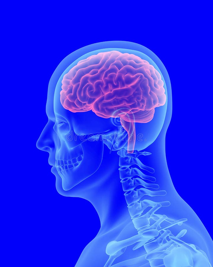 Headache X-ray Scan of Human Body with Visible Brain Stock Illustration ...