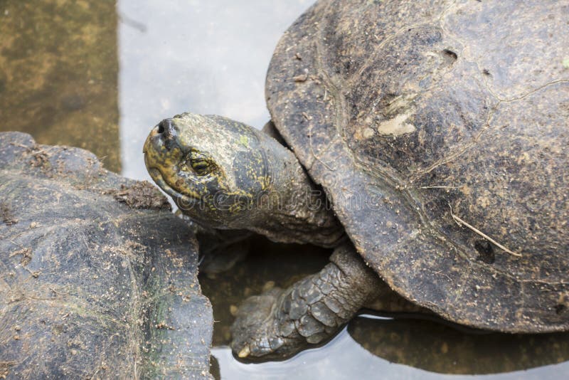 Headed box turtle stock photo. Image of pond, nature - 75789528