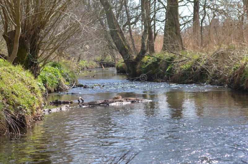 Headed down stream stock image. Image of pond, nature - 227867823
