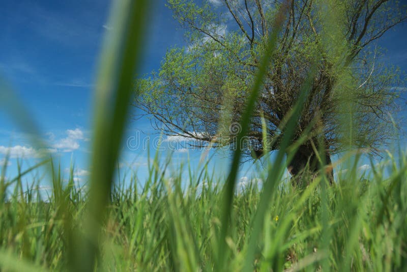 Headed Willow Tree on a Boggy Meadow. Spring in the River Valleys Stock ...