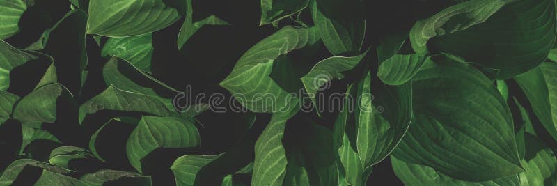 Header with Green Leaves Texture. Toned Lush Tropics Backdrop Stock ...