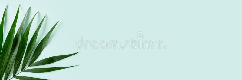 Header with Green Palm Leaf on a Mint Background. Trendy Jungle Concept ...