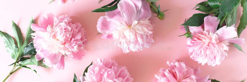 Header with Pink Peony Flowers Pattern. Tenderness Monochrome Concept ...