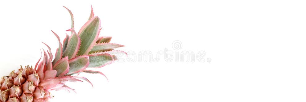 Header with Pink Pineapple with Copy Space on a White Background Stock ...