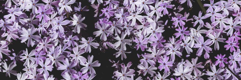 Header with Purple Wildflower Field. Little Blooming Flowers Stock ...