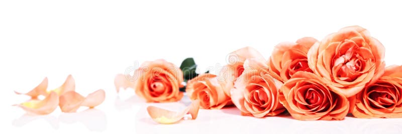 Header with roses stock photo. Image of header, pink - 83486462