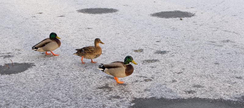 Header Showing Three Ducks Walking Along in a Line with Copy Space ...