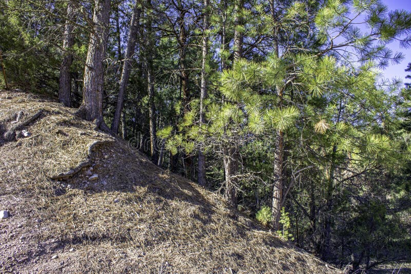 Heading up the Mountain stock image. Image of wilderness - 145495769