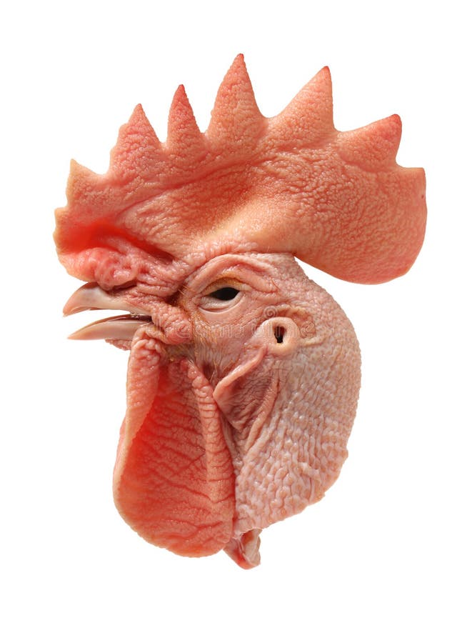 Headless chicken stock image. Image of death, fragility - 118212749
