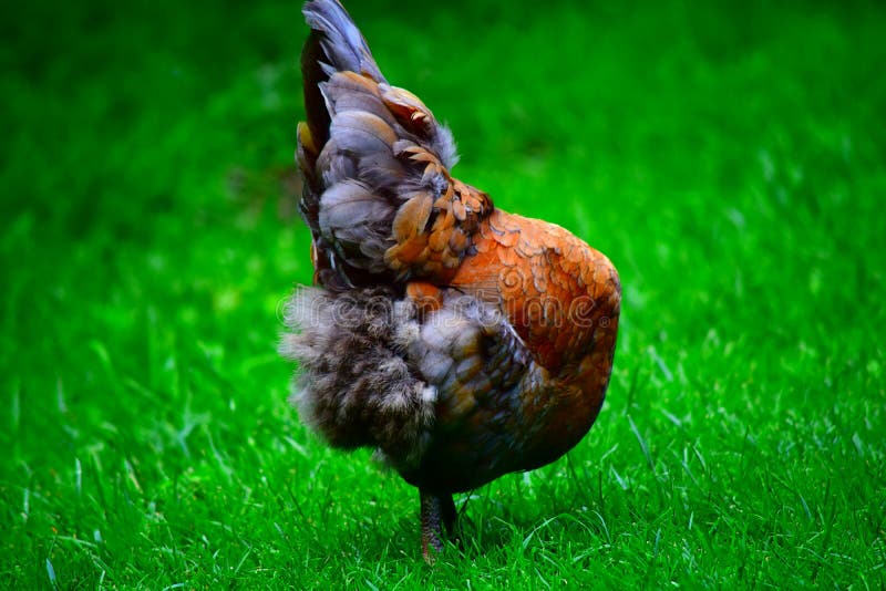 Headless chicken toy stock image. Image of yellow, funny - 2803711