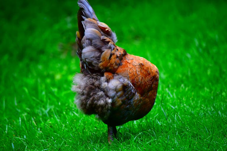 Headless chicken stock photo. Image of feathers, chicken - 96619758