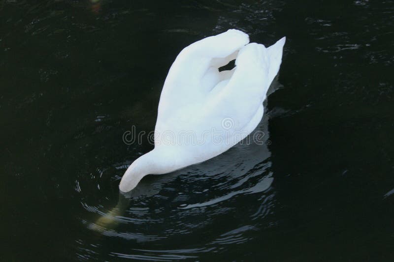 A Swan Dipping His Head in the Water Creating a Heart Stock Image ...