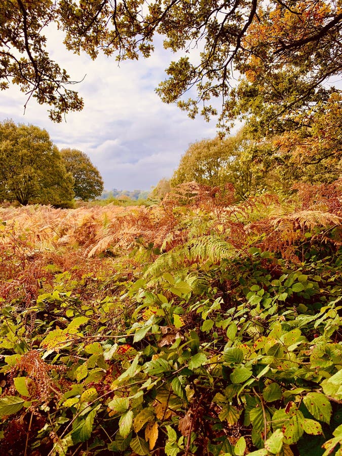 Autumn heathland stock photo. Image of heath, autumn - 166329508