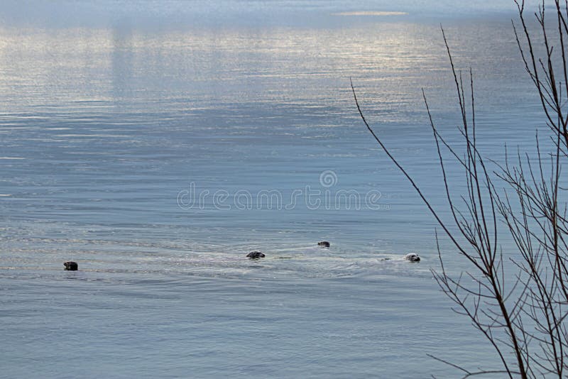 Adolecent Seals Stock Photos - Free & Royalty-Free Stock Photos from ...