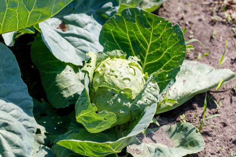 Heads of Cabbage Growing in the Garden Stock Image - Image of crop ...