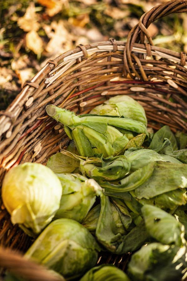 Heads of Cabbage in a Wicker Basket. Stock Photo - Image of vegetable ...