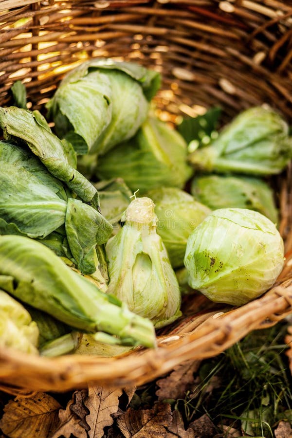 Heads of Cabbage in a Wicker Basket. Stock Image - Image of cabbage ...