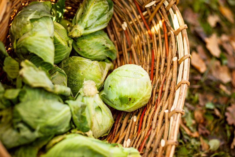 Heads of Cabbage in a Wicker Basket. Stock Photo - Image of collect ...
