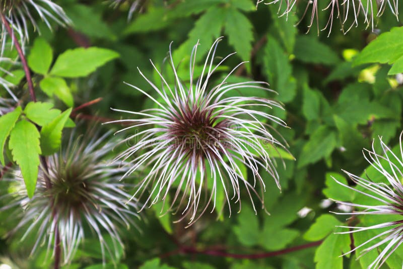 Heads of Clematis Flower Puffs after Blooming Stock Photo - Image of ...