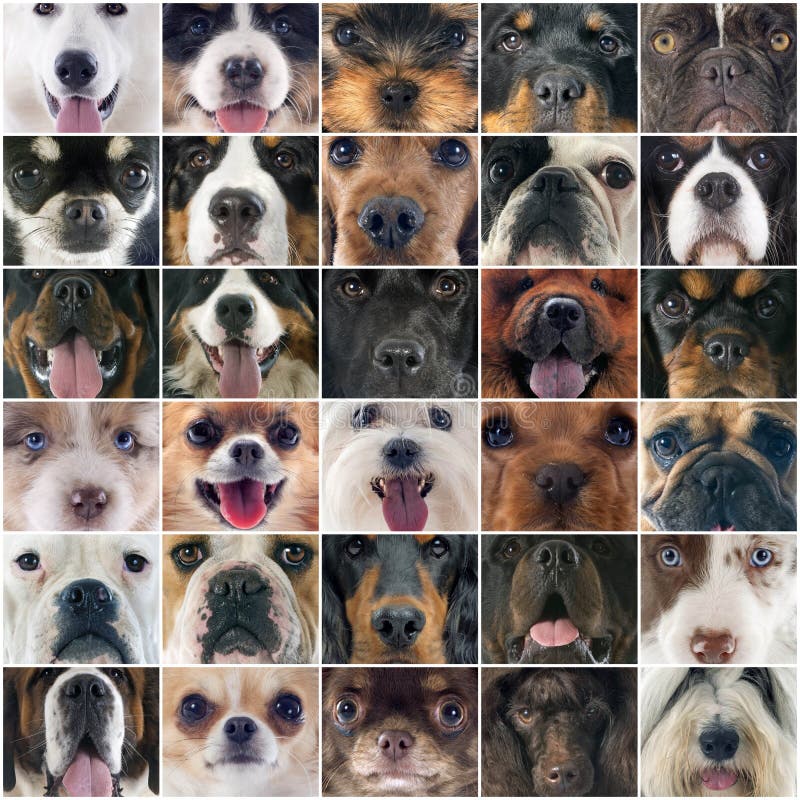 Breed dogs collage stock photo. Image of pets, akita - 37859732