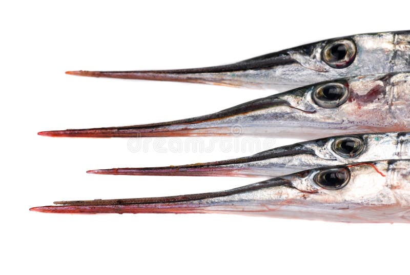 Heads of fish stock image. Image of interesting, freshness - 24863229