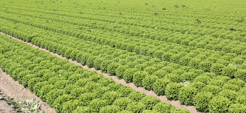 Heads of Lettuce in a Large Field Stock Image - Image of growth ...
