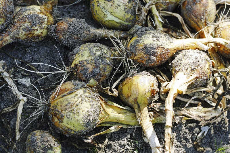 Heads of Onions Pulled Out of the Ground Stock Photo - Image of healthy ...