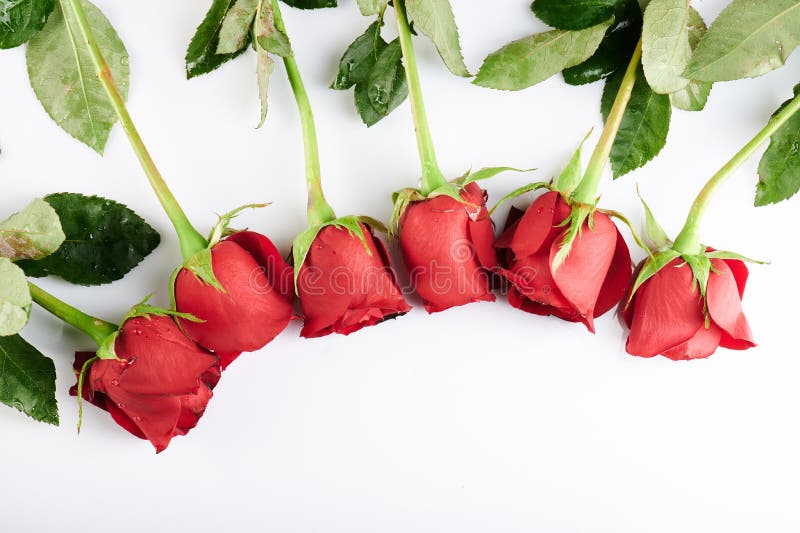 Heads of red flowers stock photo. Image of card, petal - 167233718