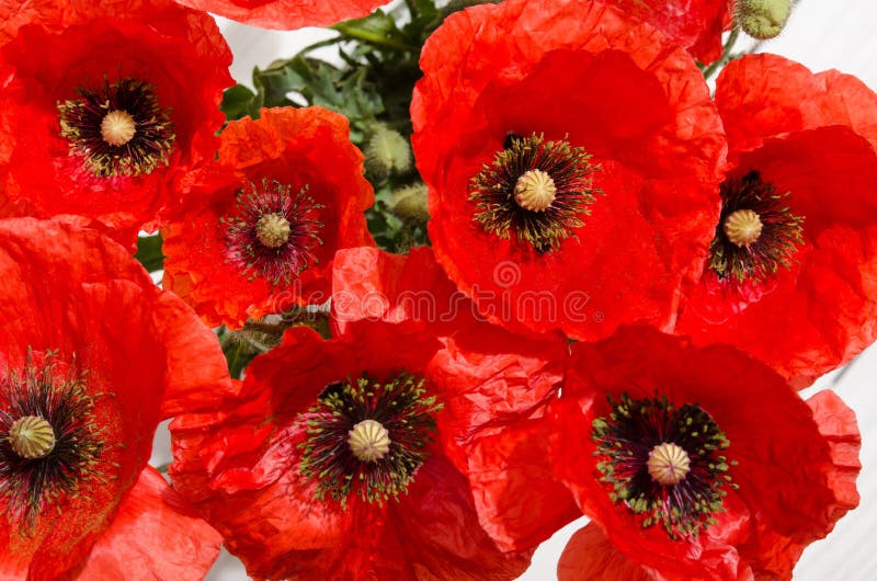 Heads of red poppies stock photo. Image of beautiful - 67684306