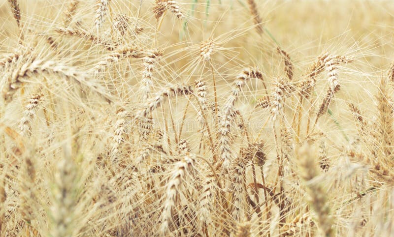 Heads of rye stock image. Image of cropland, heads, crop - 42424309