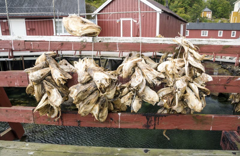 Heads of stockfish stock image. Image of food, heads - 78170659