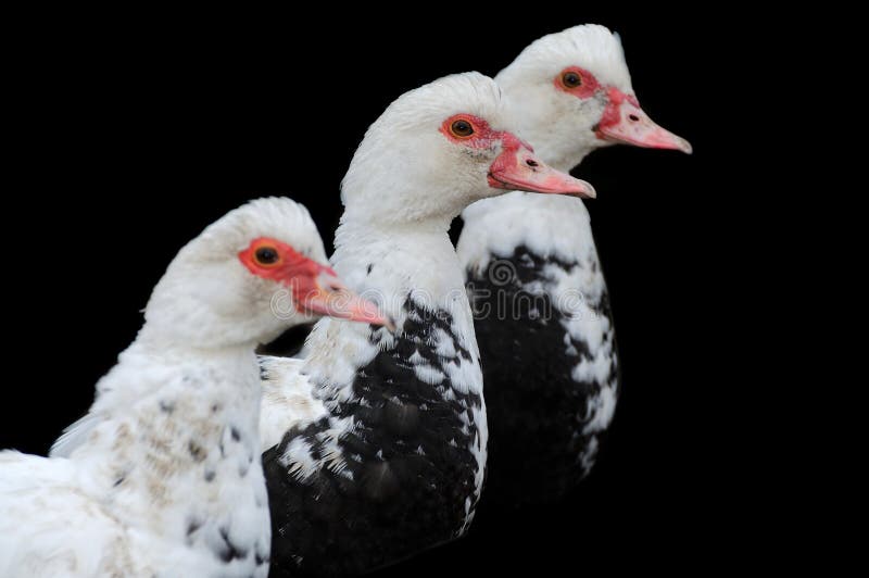 Heads of Three Ducks on a Black Background Stock Image - Image of ...