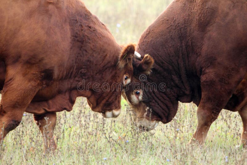 Heads of two bulls stock image. Image of taurus, bull - 79140569