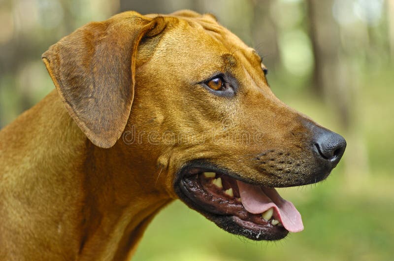 Headshoot De Un Perro Rhodesian Del Ridgeback Imagen de archivo ...