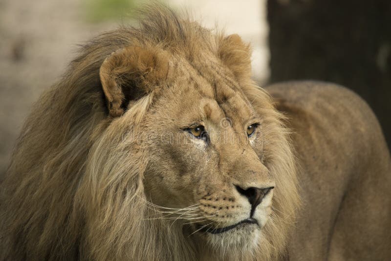 Lion, headshot stock photo. Image of strong, powerful - 101236628