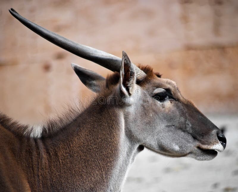 Headshot of an Antelope stock image. Image of magnificent - 62313667